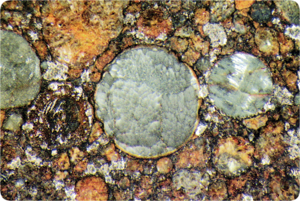 In the Beginning: Compelling Evidence for Creation and the Flood ...